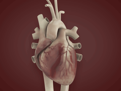 How the Heart Works at emaze Presentation