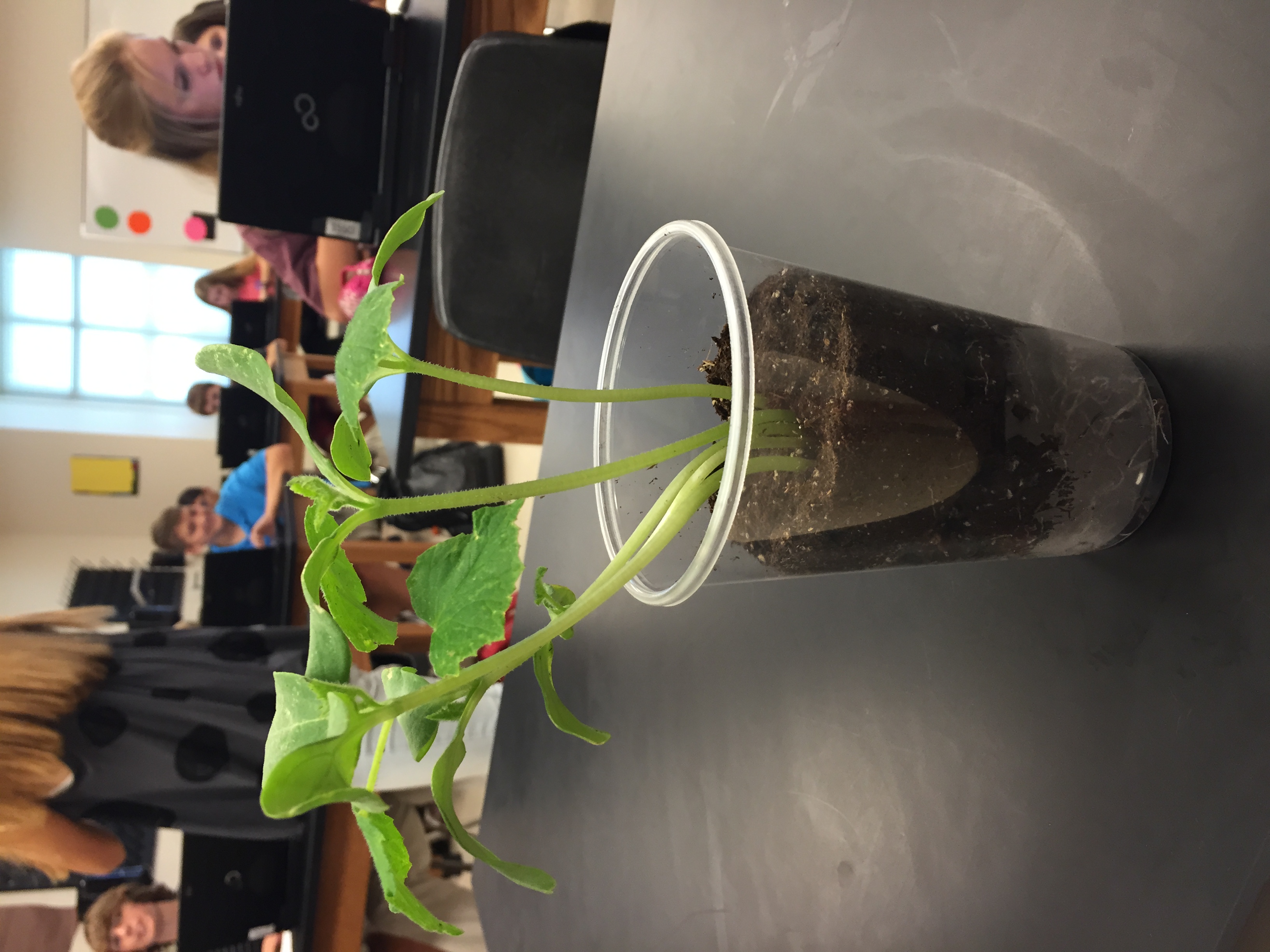 Science Capstone project on emaze