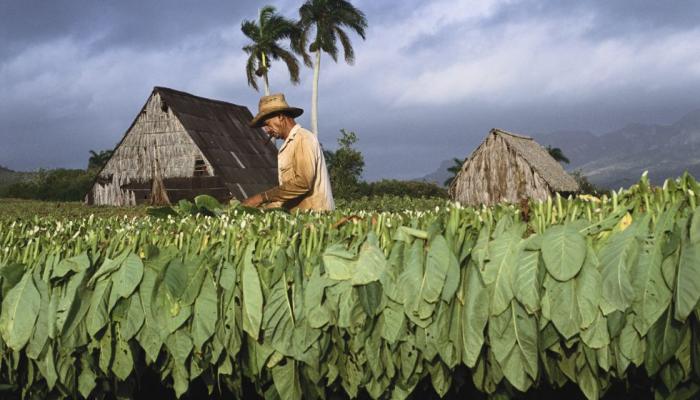 Tabaco at emaze Presentation