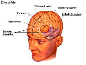 Tálamo e Hipotálamo on emaze