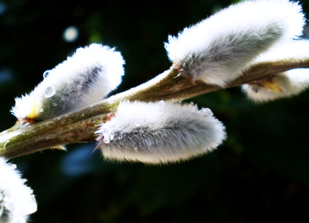 PROLJETNICE at emaze Presentation