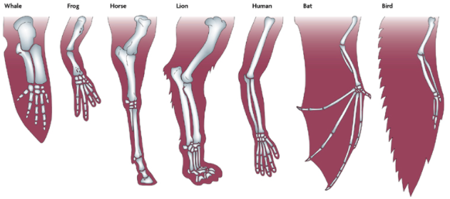 Homology vs. Homoplasy on emaze