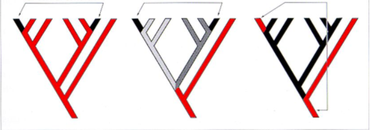 Homology vs. Homoplasy on emaze