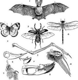 Homology vs. Homoplasy on emaze
