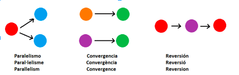 Homology vs. Homoplasy on emaze