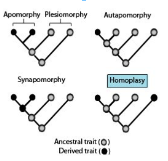 Homology vs. Homoplasy on emaze