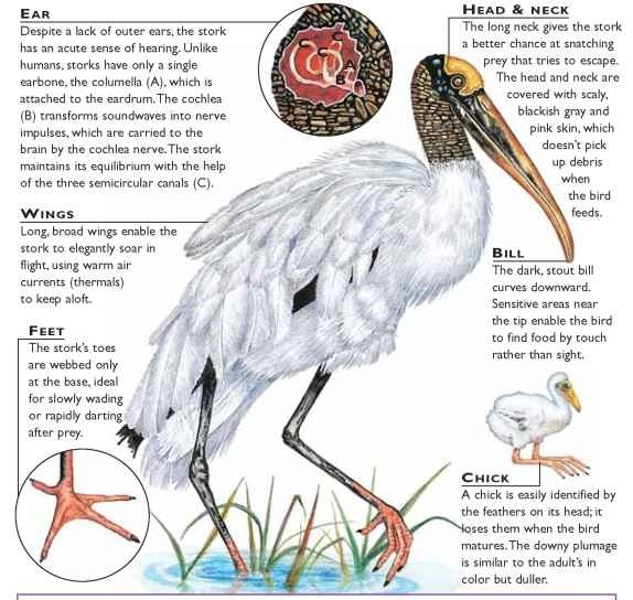 The Wood Stork at emaze Presentation