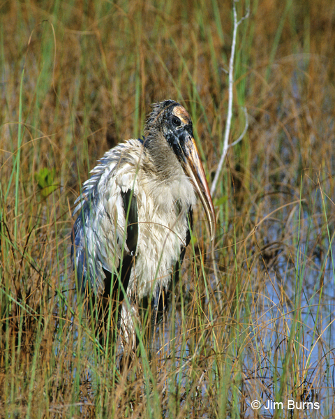 The Wood Stork at emaze Presentation