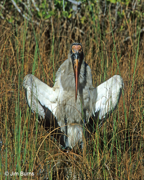 The Wood Stork at emaze Presentation