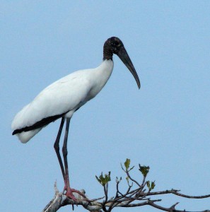 The Wood Stork at emaze Presentation