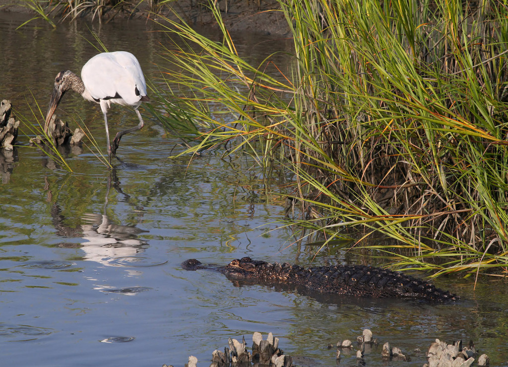The Wood Stork at emaze Presentation