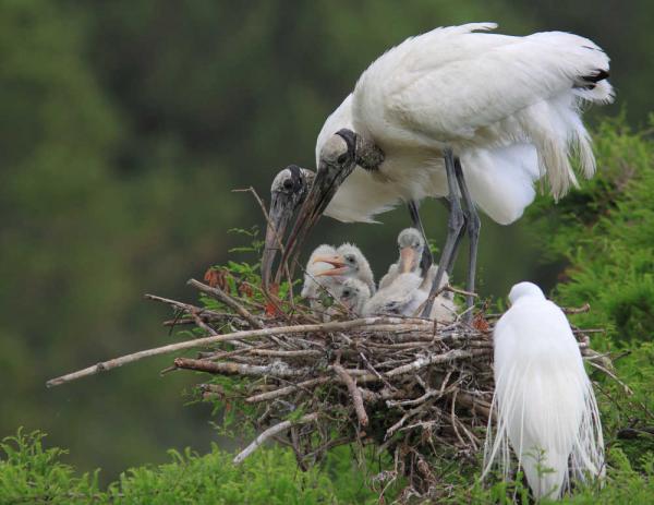 The Wood Stork at emaze Presentation