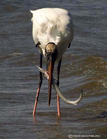 The Wood Stork at emaze Presentation