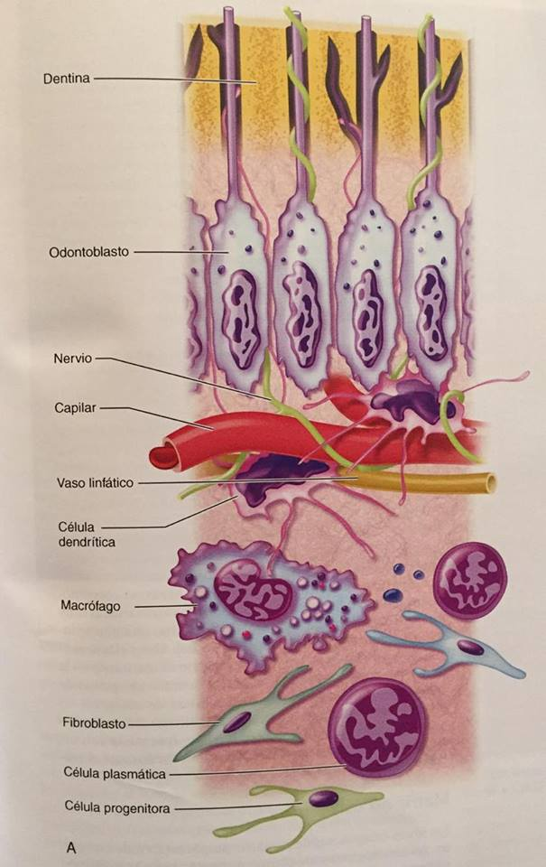 dx lesiones pulpares at emaze Presentation