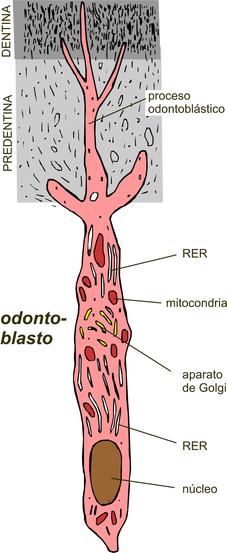 dx lesiones pulpares on emaze