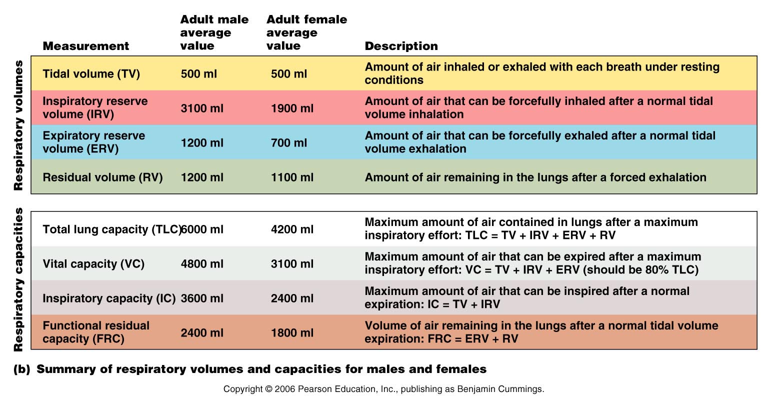 19 - RESPIRATORY SYSTEM (1).pptx on emaze