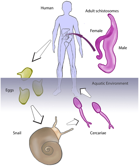 Schistosomes on emaze