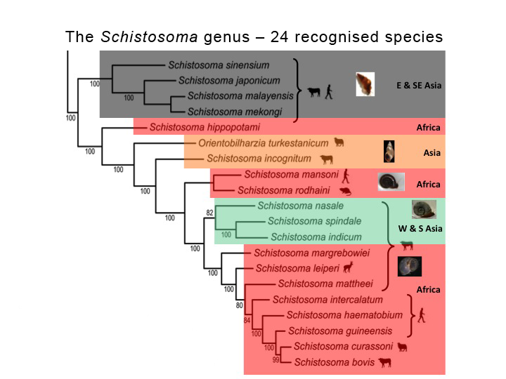 Schistosomes on emaze