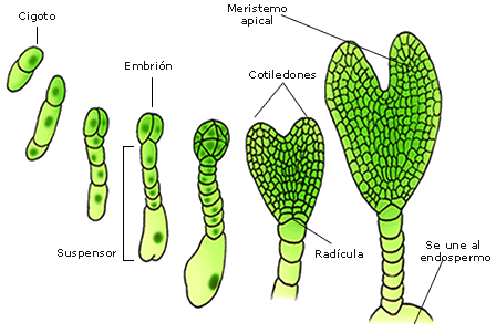 La Histología. Yris Hernandez at emaze Presentation
