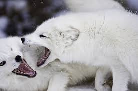 Arctic Fox at emaze Presentation