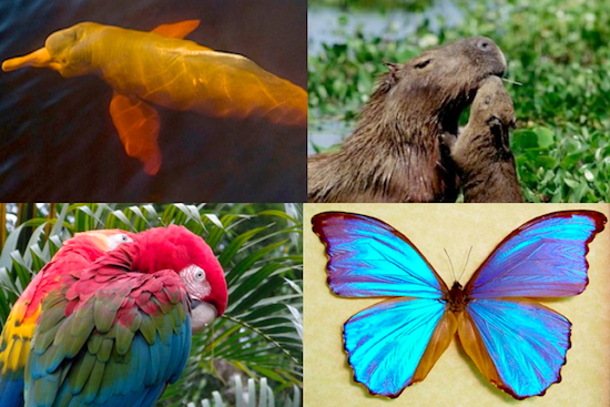 The Amazon Rainforest- By Rachel on emaze