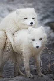 Arctic Fox at emaze Presentation
