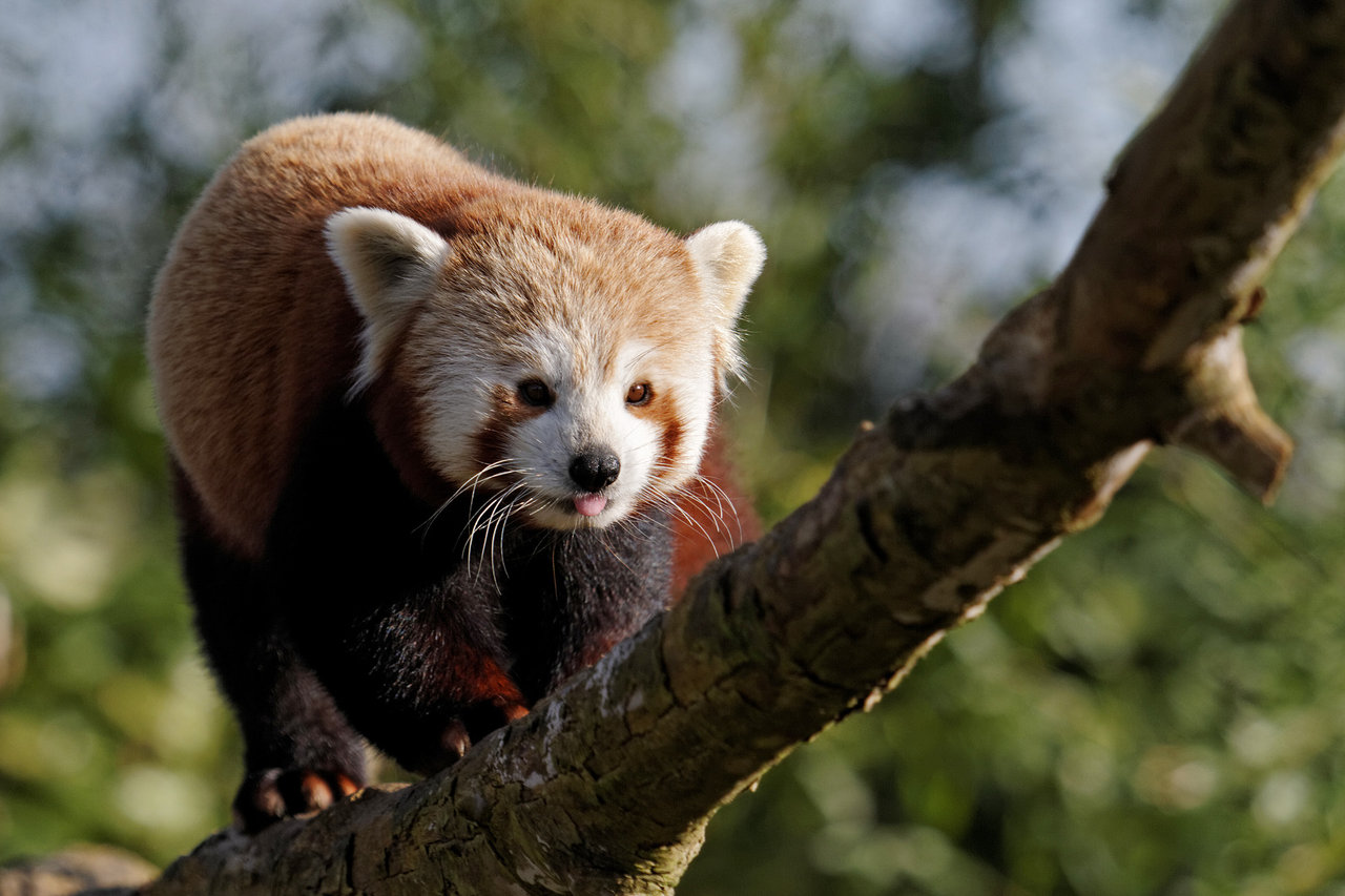 Red Pandas at emaze Presentation