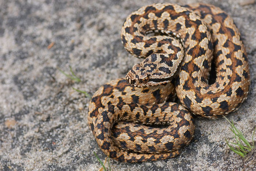 Entrega semana 4 on emaze