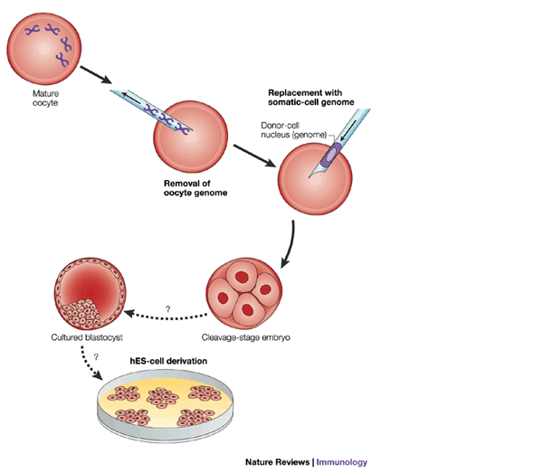 cloning by Rouwan Soliman copy1 at emaze Presentation