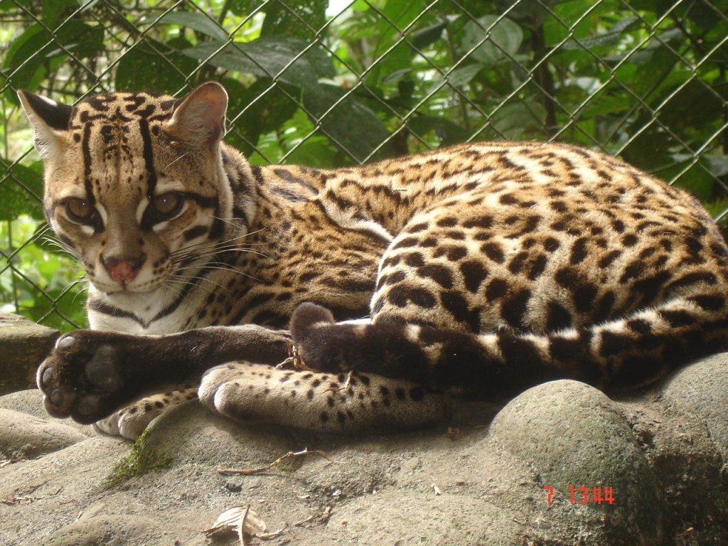 El Tigrillo.pptx at emaze Presentation