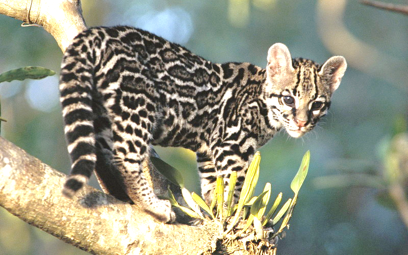 El Tigrillo.pptx at emaze Presentation