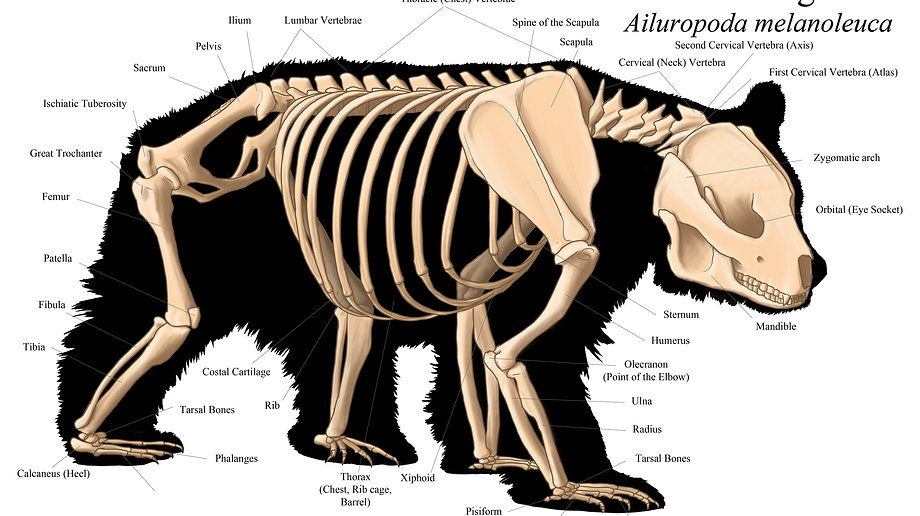 Qinling Panda Vs Giant Panda