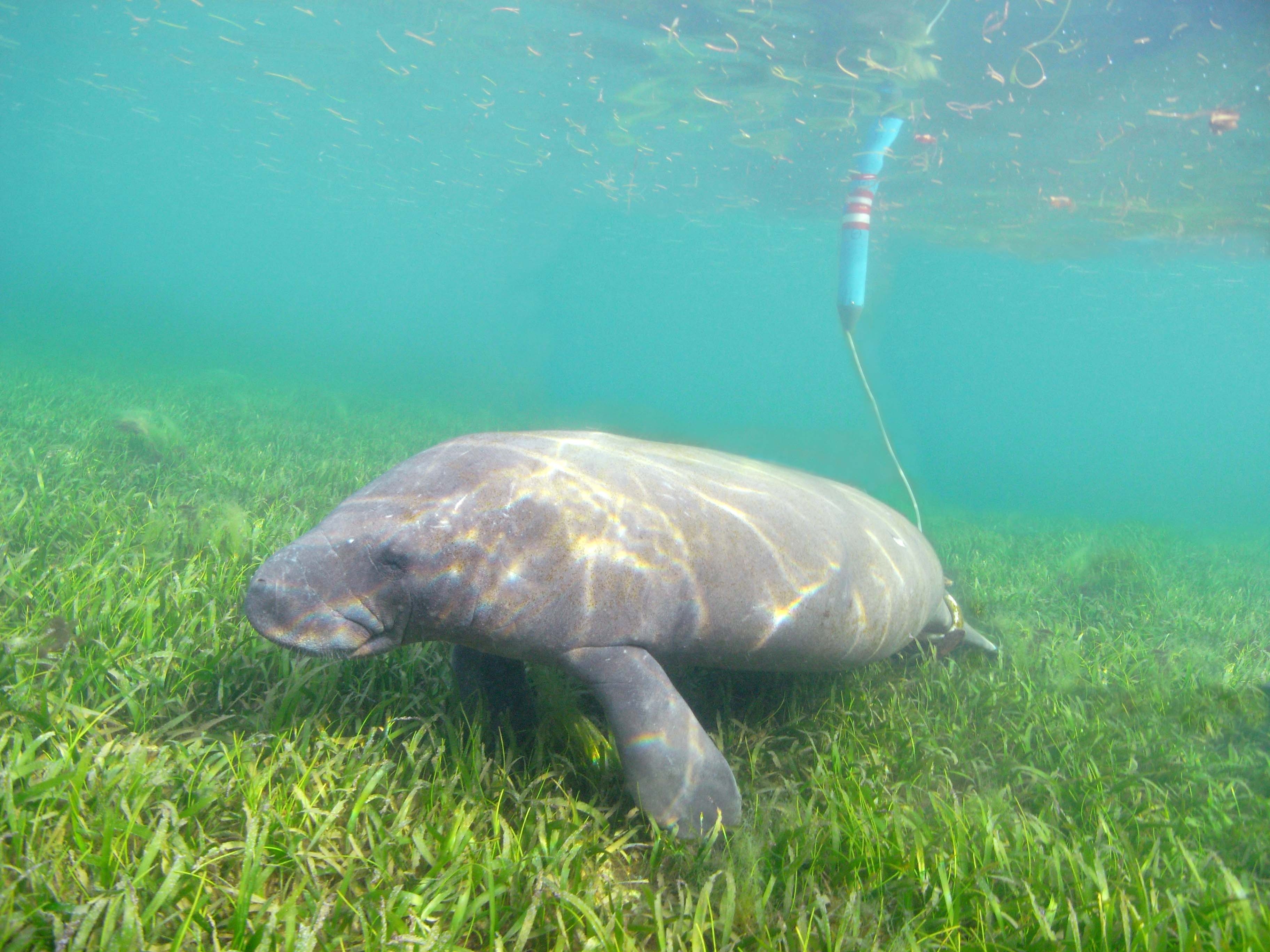 manati copy2 on emaze