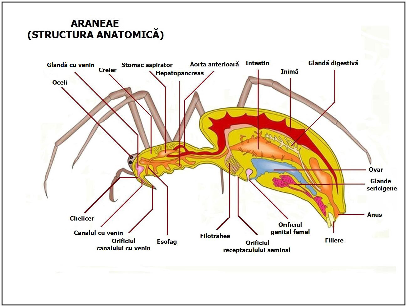 Artropode at emaze Presentation