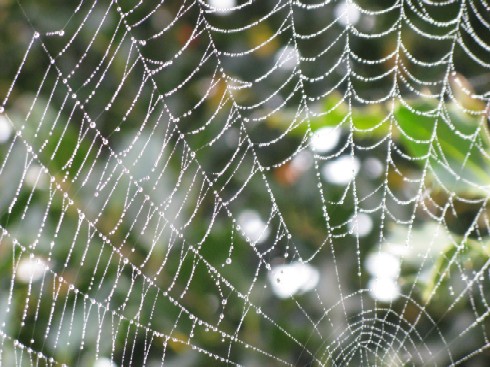 The web of life on emaze