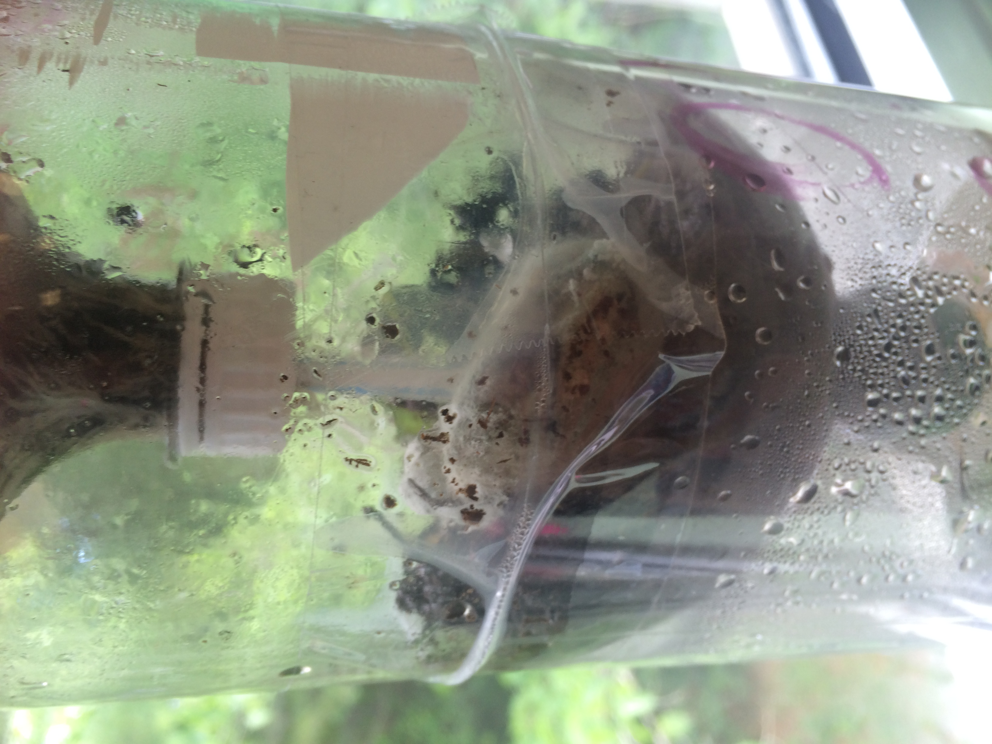 Biology Ecocolumn Project on emaze