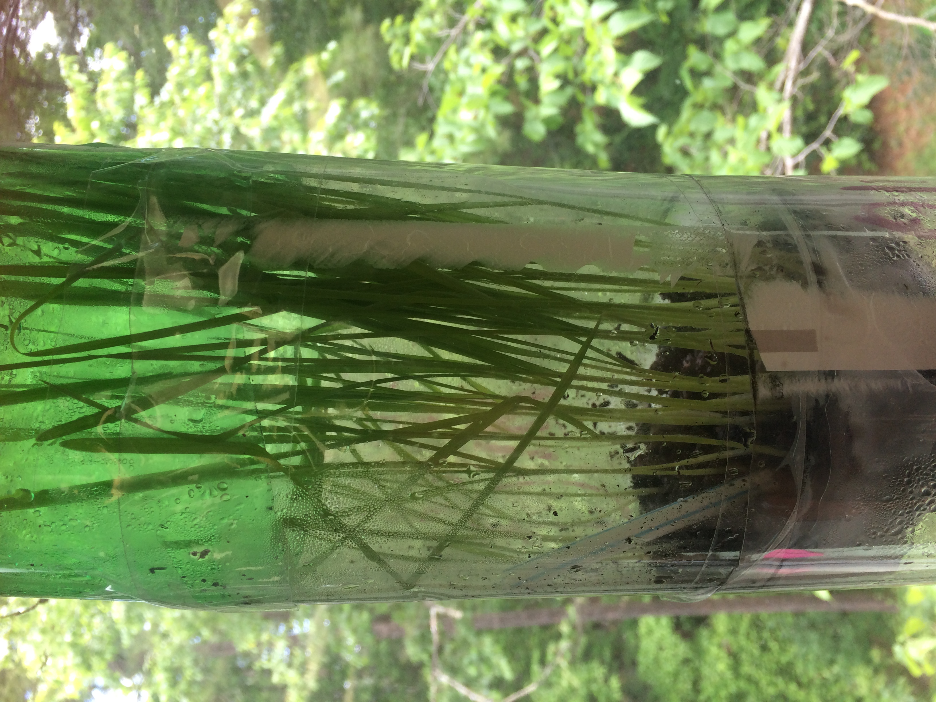 Biology Ecocolumn Project on emaze