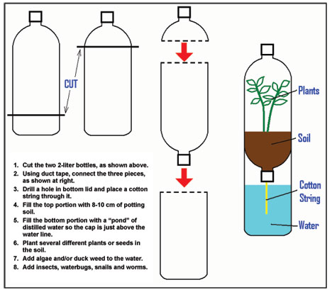 Biology Ecocolumn Project on emaze