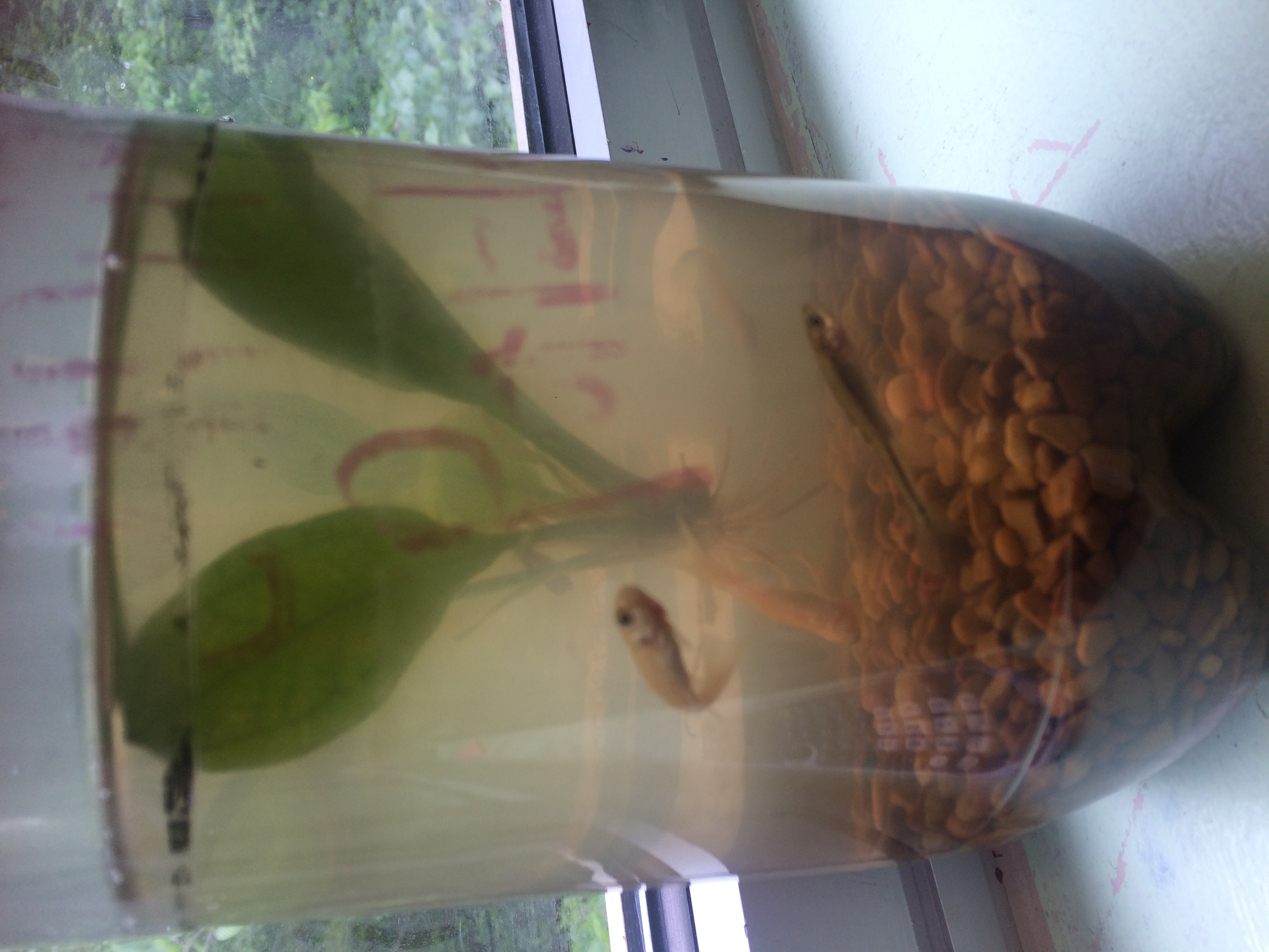 Biology Ecocolumn Project on emaze