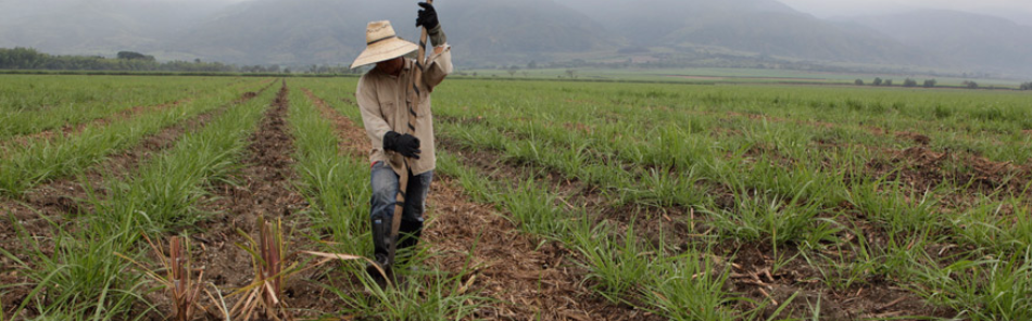 INGENIO RIO PAILA CASTILLA on emaze