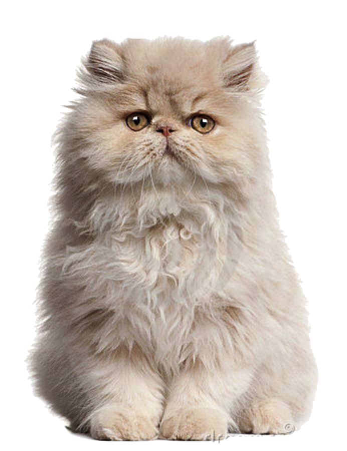 Cat Store at emaze Presentation