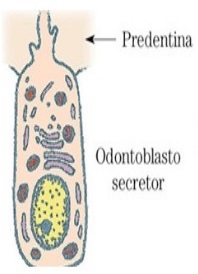 complejo dentino-pulpar on emaze