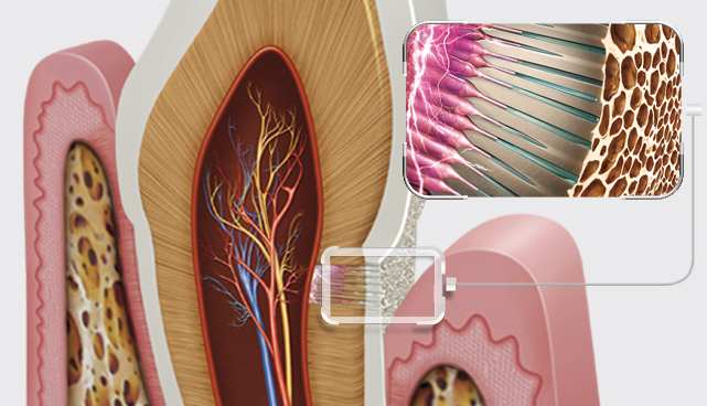 complejo dentino-pulpar on emaze