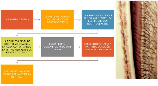 complejo dentino-pulpar on emaze