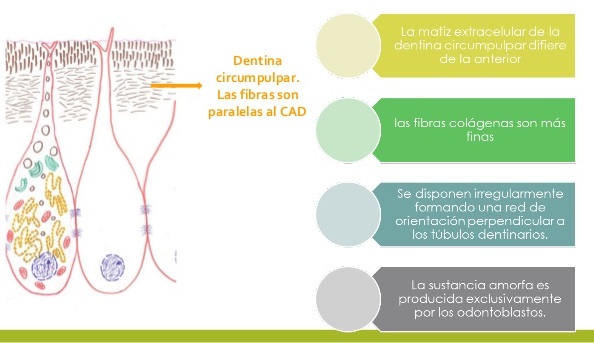 complejo dentino-pulpar on emaze