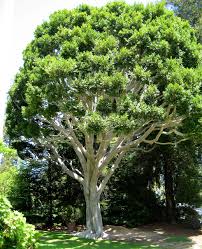 Presentation Name on emaze