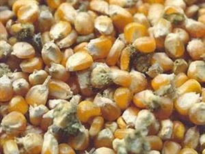 la micologia at emaze Presentation