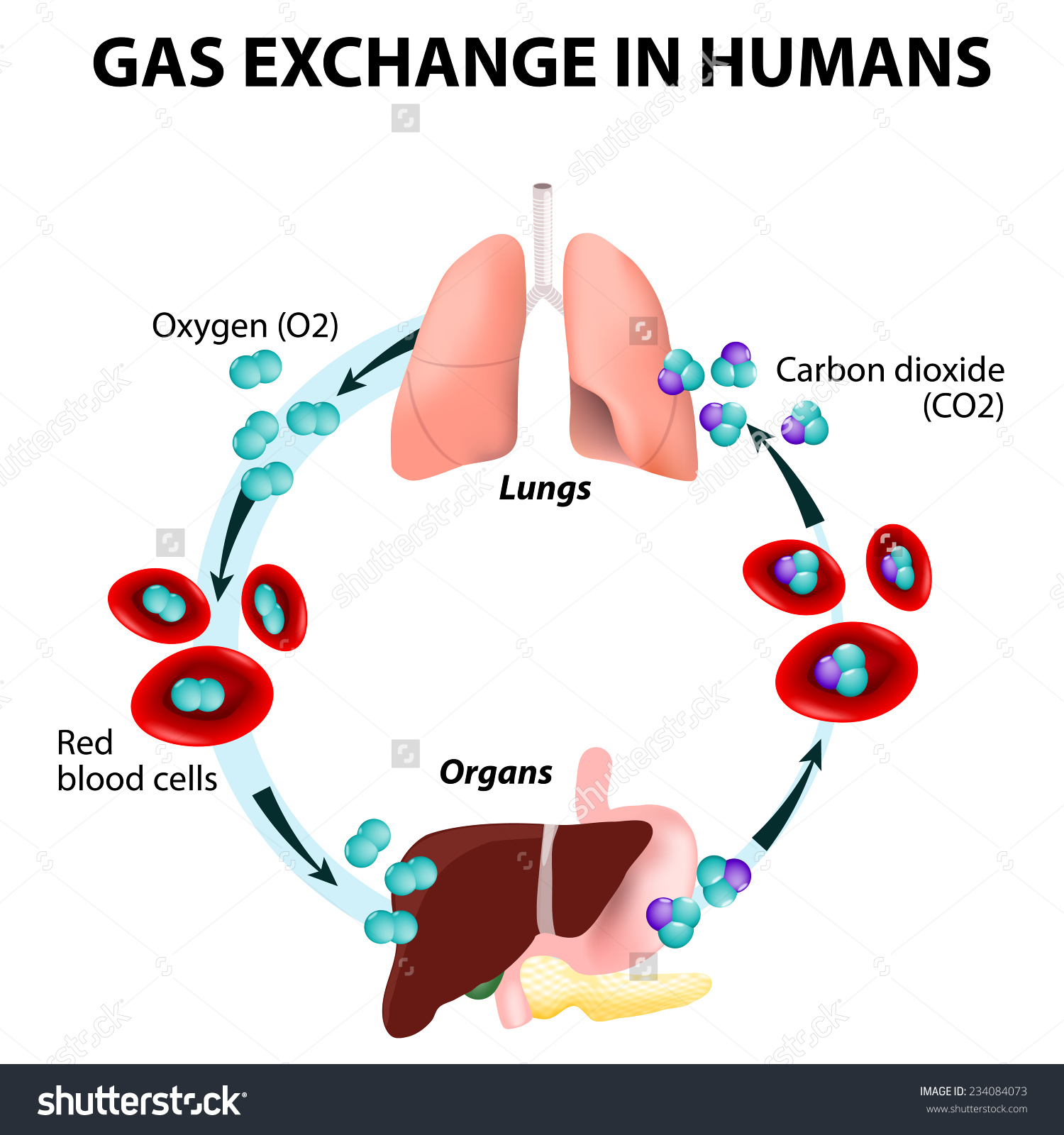 Gas Exchange/Alveoli on emaze