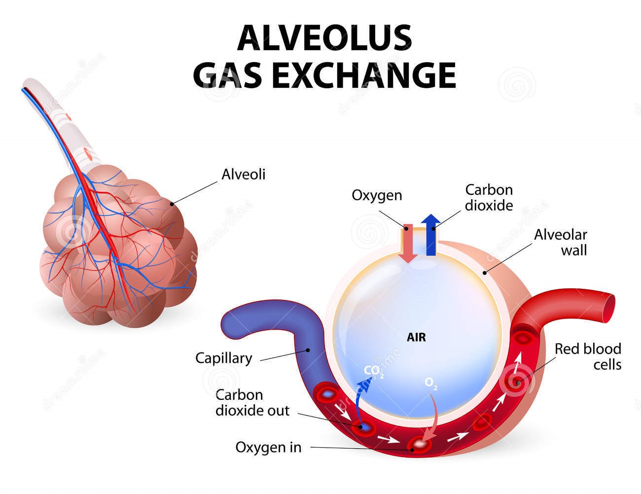 Gas Exchange/Alveoli on emaze