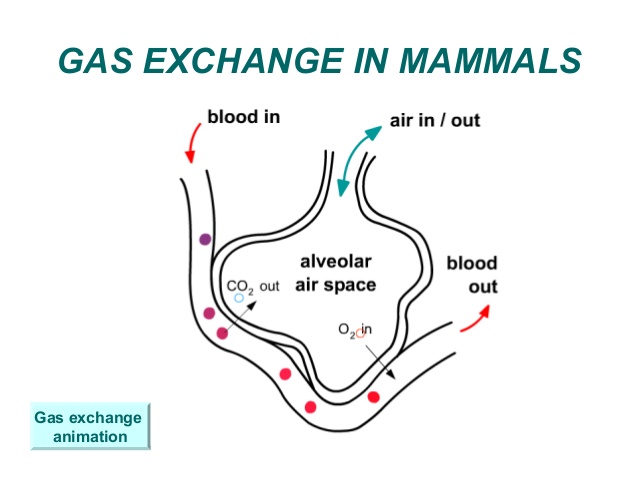 Gas Exchange/Alveoli on emaze